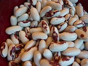 Amazon.com : Heirloom Soldier Bean Seeds (Non GMO) by Stonysoil Seed ...