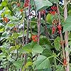 Outsidepride Climbing Vine Scarlet Runner Beans - 50 Seeds in Kuwait ...