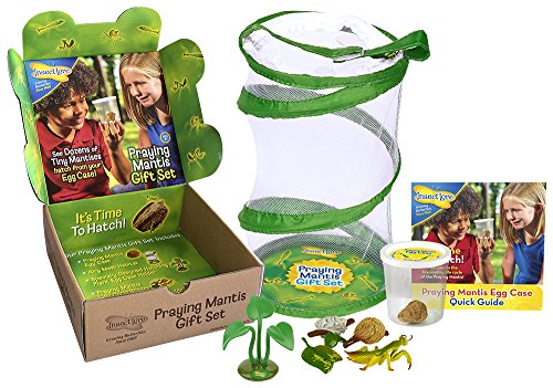 Insect Lore Live Praying Mantis Hatching Kit Gift Box Toy - Viewing ...