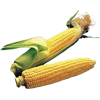 Amazon.com: Burpee Illini Xtra Sweet Sweet Corn Seeds 200 seeds: Garden ...