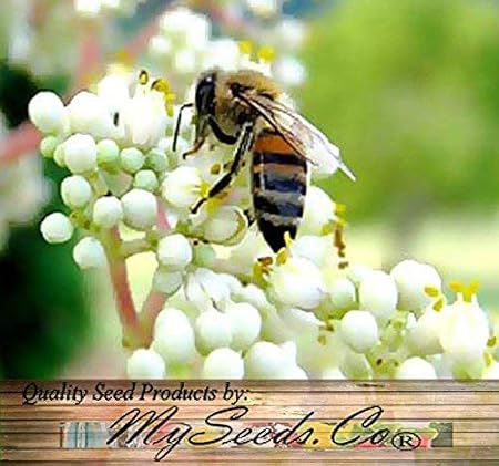 Amazon.com : Korean Evodia, (Bee Bee Tree), Evodia Danielli, Tree 50 ...