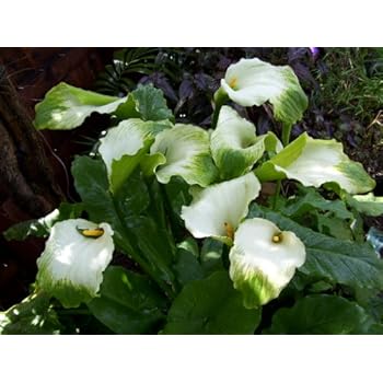 Amazon.com : GREEN GODDESS Calla Lily Bulb - Green and White large ...