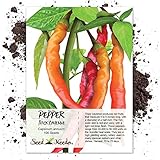 Capsicum annuum - How to grow plants