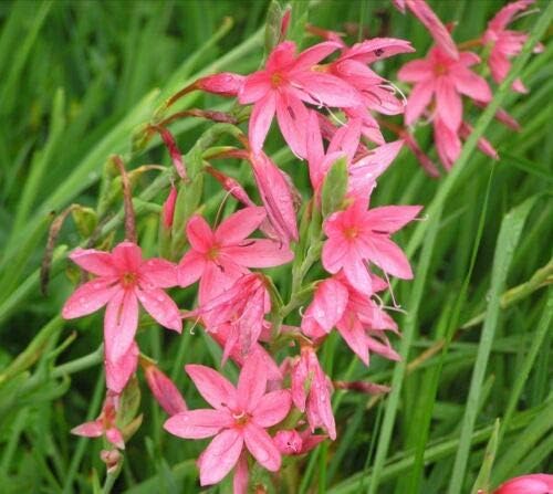 سعر Pink Hesperantha coccinea Major - River Lily - Crimson Flag ...
