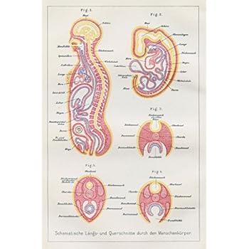 Amazon.com: Female Anatomy Human Body Classroom Educational Chart Cool ...