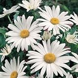 Bellis perennis - How to grow & care