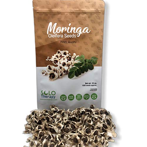 Moringa Seeds | 1000 Seeds Approx.| Premium Quality | PKM1 Variety ...