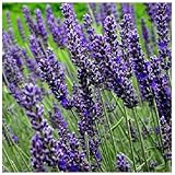 DWARF LAVENDER - LAVANDULA ANGUSTIFOLIA MUNSTEAD - 30 SEEDS: Amazon.co ...