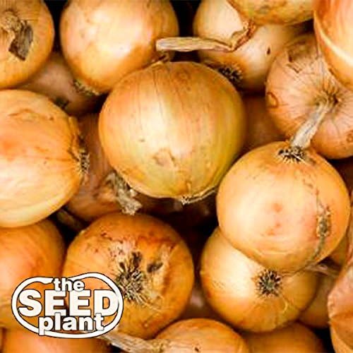 Amazon.com : Granex Yellow Onion Seeds - 300 Seeds Non-GMO : Garden ...