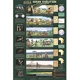 Amazon.com: EuroGraphics Human Evolution Poster, 36 x 24 inch: Posters ...