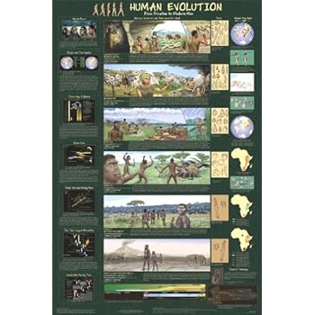 Amazon.com: Human Evolution Poster 24 x 36: Prints: Posters & Prints