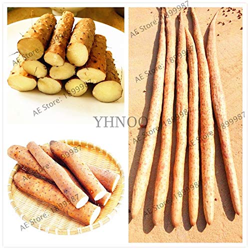 Buy Chine Oile Chinese Yam Dioscorea 107Garden Chinese yam as,Rhizoma ...