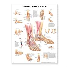 Foot and Ankle Anatomical Chart: 9781587796869: Medicine & Health ...