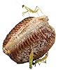 Insect Lore Live Praying Mantis Hatching Kit Gift Box Toy - Viewing ...