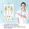 12 Human Anatomy Posters - Medical Posters, Circulatory, Skeletal, Male ...