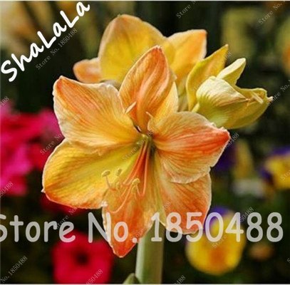 Amaryllis Lily Flower Bulbs | Best Flower Site