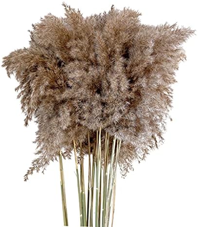 Harilla 10 Pieces Boho Dried Grass Decor, Pompous Reed Branches, 30 ...