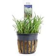 Amazon.com : Potted Micro Sword Aquarium Live Plant : Pet Supplies