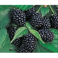 Amazon.com : BlackBerry - 'Chester' thornless - Rubus fruticosa, Great ...
