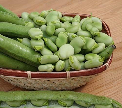 Saubohne"White Windsor" - BEHANDELTE SAMEN -: Amazon.de: Garten