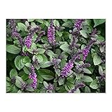 African blue basil - How to grow & care