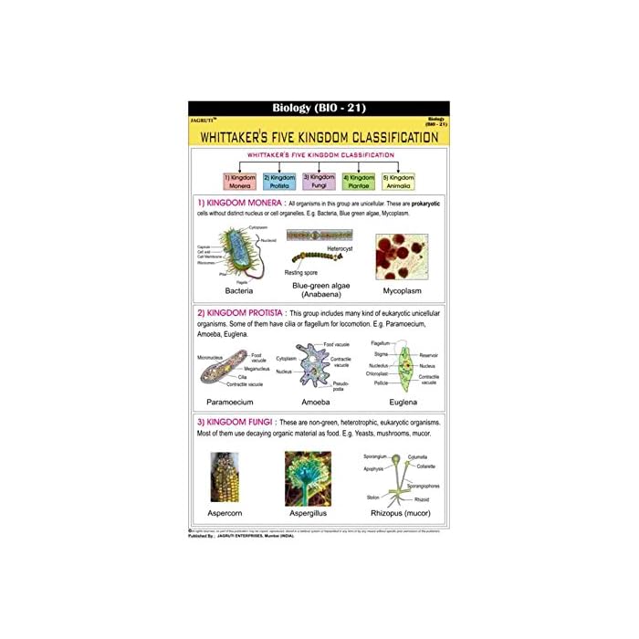 Buy Jagruti Whittaker`s Five Kingdom Classification Wall Chart ...