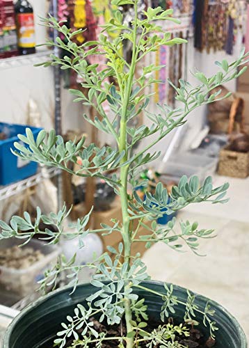 herb RUDA RUE Full Plant with rooth, green, small | Pricepulse