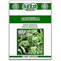 Amazon.com : Organic Arugula Seeds - 2 Seed Packets! - Over 1,000 Open ...