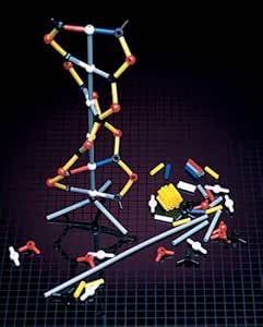Amazon.com: DNA Model Kit, 12 packets : Toys & Games