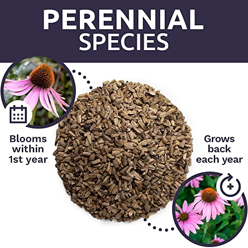 Purple Coneflower Seeds – Extra Large Packet – Over 3,000 Open ...