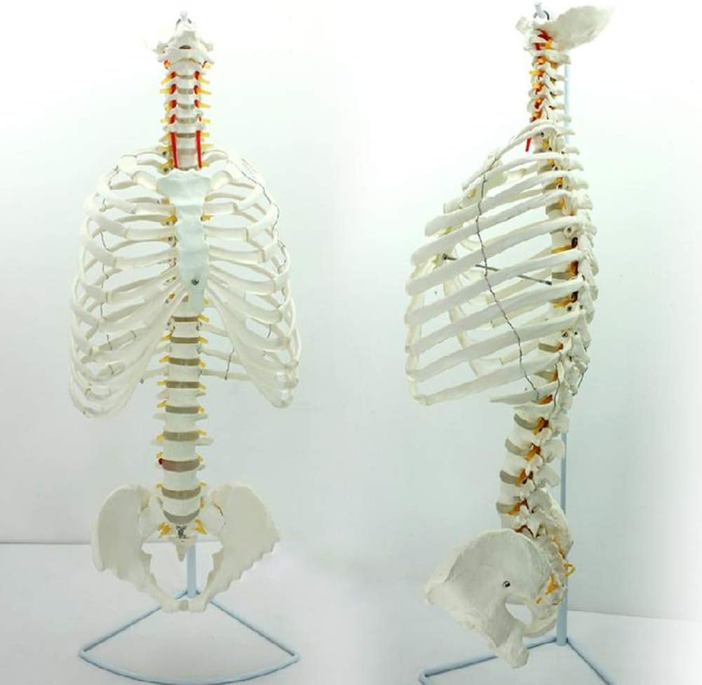 Amazon A Medical Human Body Lumbar Spine Rib Cage Model Sports 