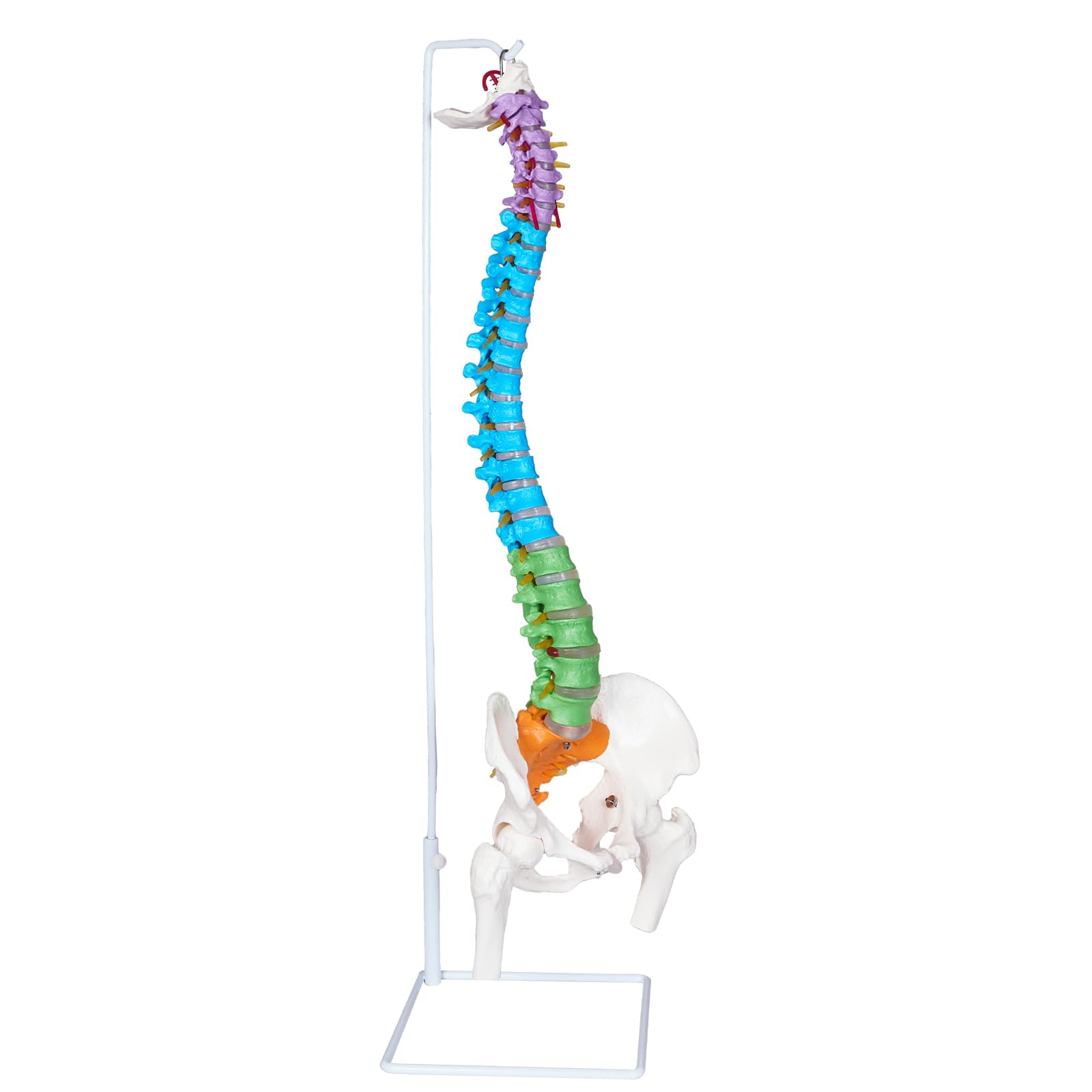 Mua NLShan 34.6'' Full Size Human Spine Skeleton Model, Color ...