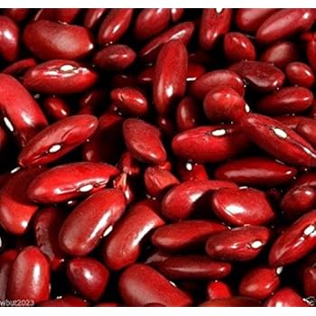 Amazon.com : Dark Red Kidney Bean Seeds - 100 Seeds - Heirloom : Bean ...