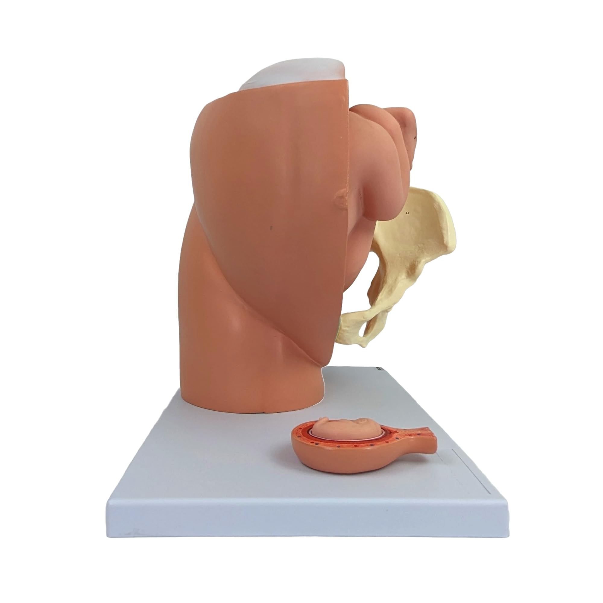 Mua Axis Scientific Anatomy Model of Pregnancy Pelvis - Includes a Full ...