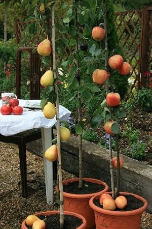 Column fruit tree collection, 6 trees different, needing just a 12 ...