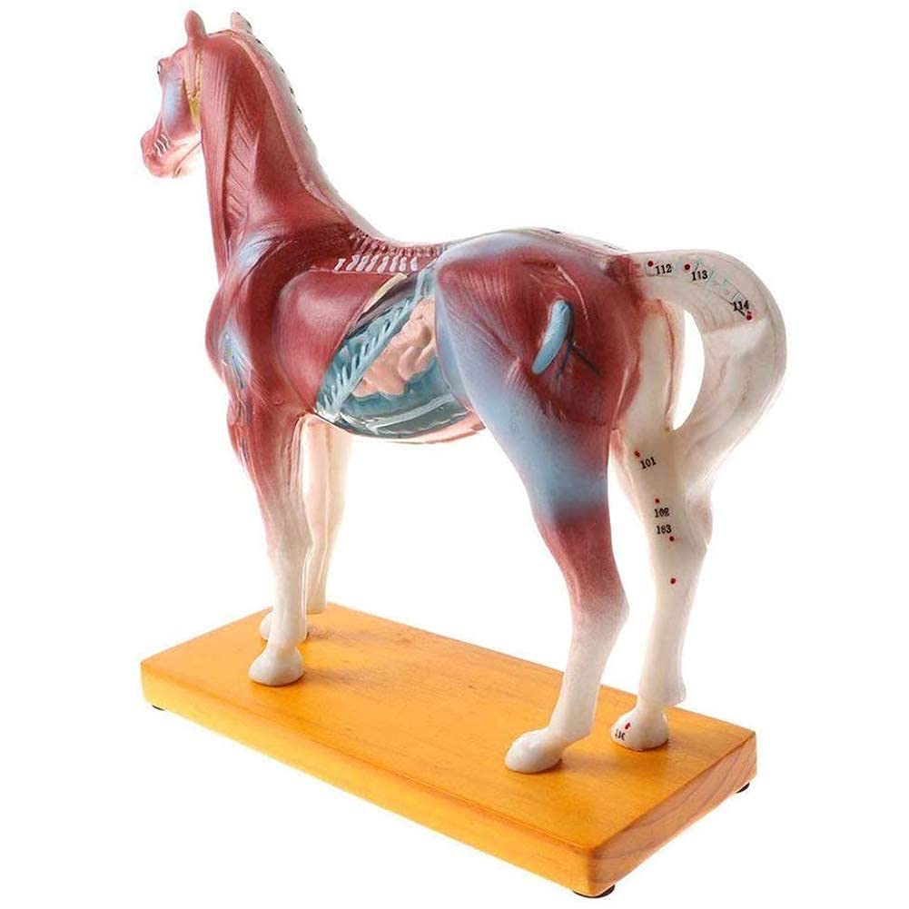 Mua Study Model Assembly Model Animal Anatomic Model for Medical ...