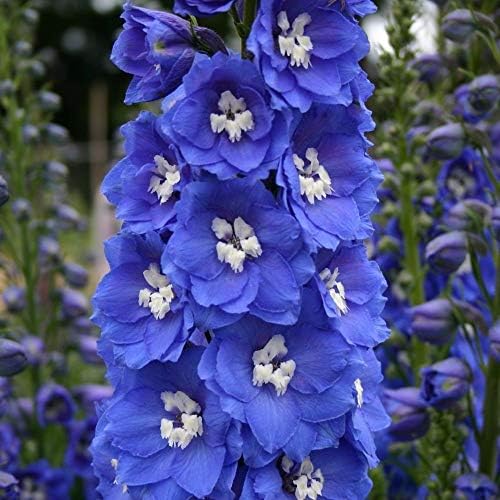 Endive - escarole grüner - Escarole green - volherzig - mild variety ...