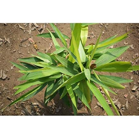 EaglesFord Live Green Cardamom/Choti Elaichi Plant with Pot: Amazon.in ...