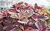 Amaranth Red Callaloo 800 Seeds - Amaranthus Tricolor, Chinese Spinach ...