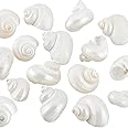 Amazon.com: PH PandaHall 16pcs Natural Spiral Shell Beads, 0.8~1.1 Inch ...