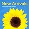 New Arrivals: Guide to Nonreligious Naming Ceremonies (Practical guides ...