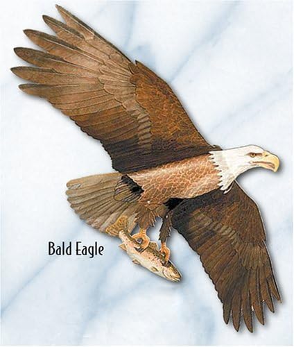 Jackite American Bald Eagle Kite by Jackite, Motorcycles - Amazon Canada