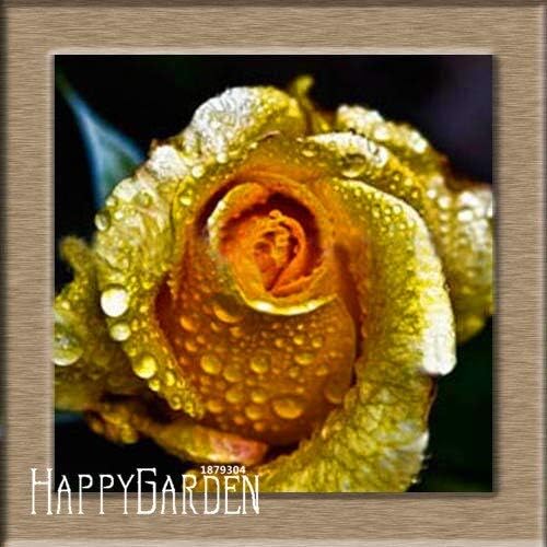 Fresh 100pcs Rose Flower Seed for Planting Dark Yellow price in Saudi ...