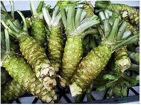 Japanese Wasabi - 20 Authentic Wasabi Seeds (Black) | Pricepulse