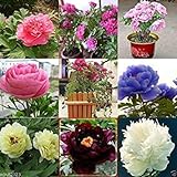 Paeonia officinalis - How to grow plants