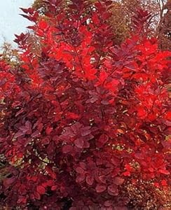 BM Plants Cotinus 'Grace' , 3L , Smoke Bush , Shrub: Amazon.co.uk ...