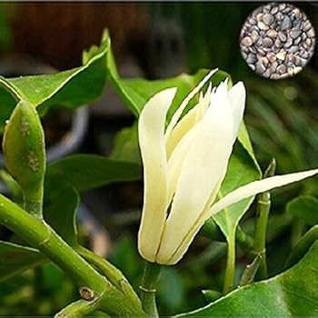 Amazon.com : Michelia Alba/Magnolia Champaca Live Plant (White Flowers ...
