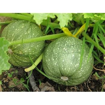 Amazon.com : Asian Vegetable 10 Seeds - Early Bulam, Korean Summer ...