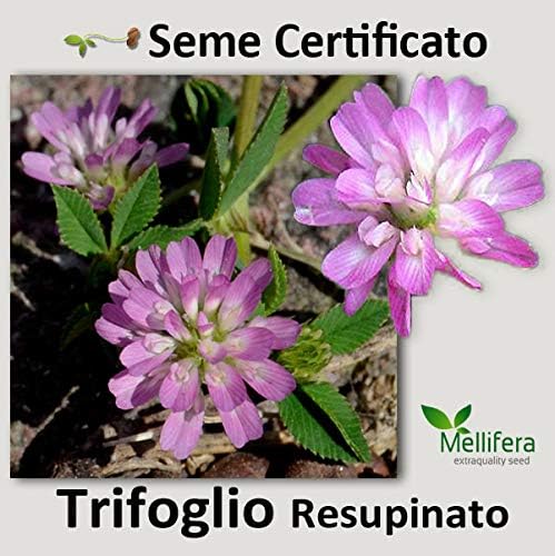 Fiori Agraria Ughetto Apicoltura Trifoglio RESUPINATO Seme Certificato kg 1 Mellifere da Semina ...