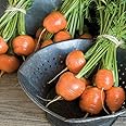 Amazon.com : David's Garden Seeds Carrot Atlas 1133 (Orange) 500 Non ...